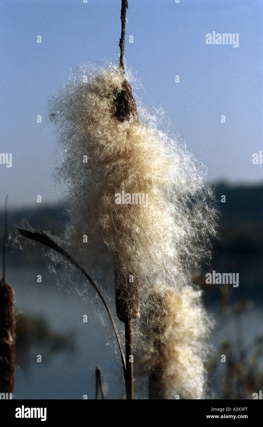 botany, bulrush, (Typha), Common Bulrush, (Typha latifolia), seed head ...