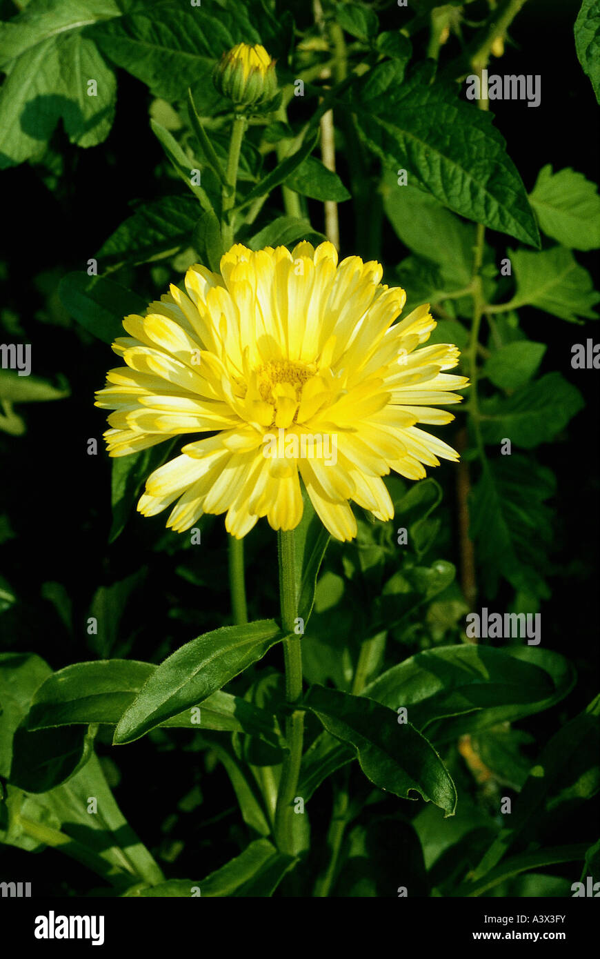 botany, Marigold, (Calendula), Pot Marigold, (Calendula officinalis ...