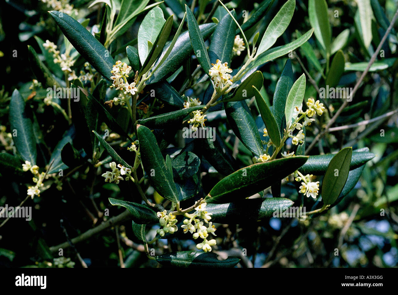 botany, Olive, (Olea), Olive, (Olea europaea), blossoms, tree, leaf ...