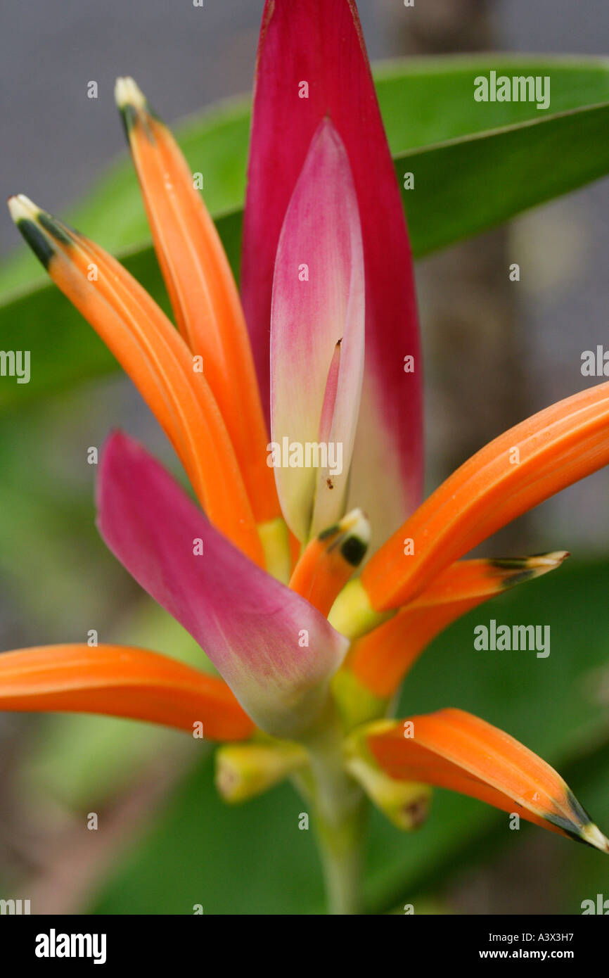 Family musaceae hi-res stock photography and images - Alamy