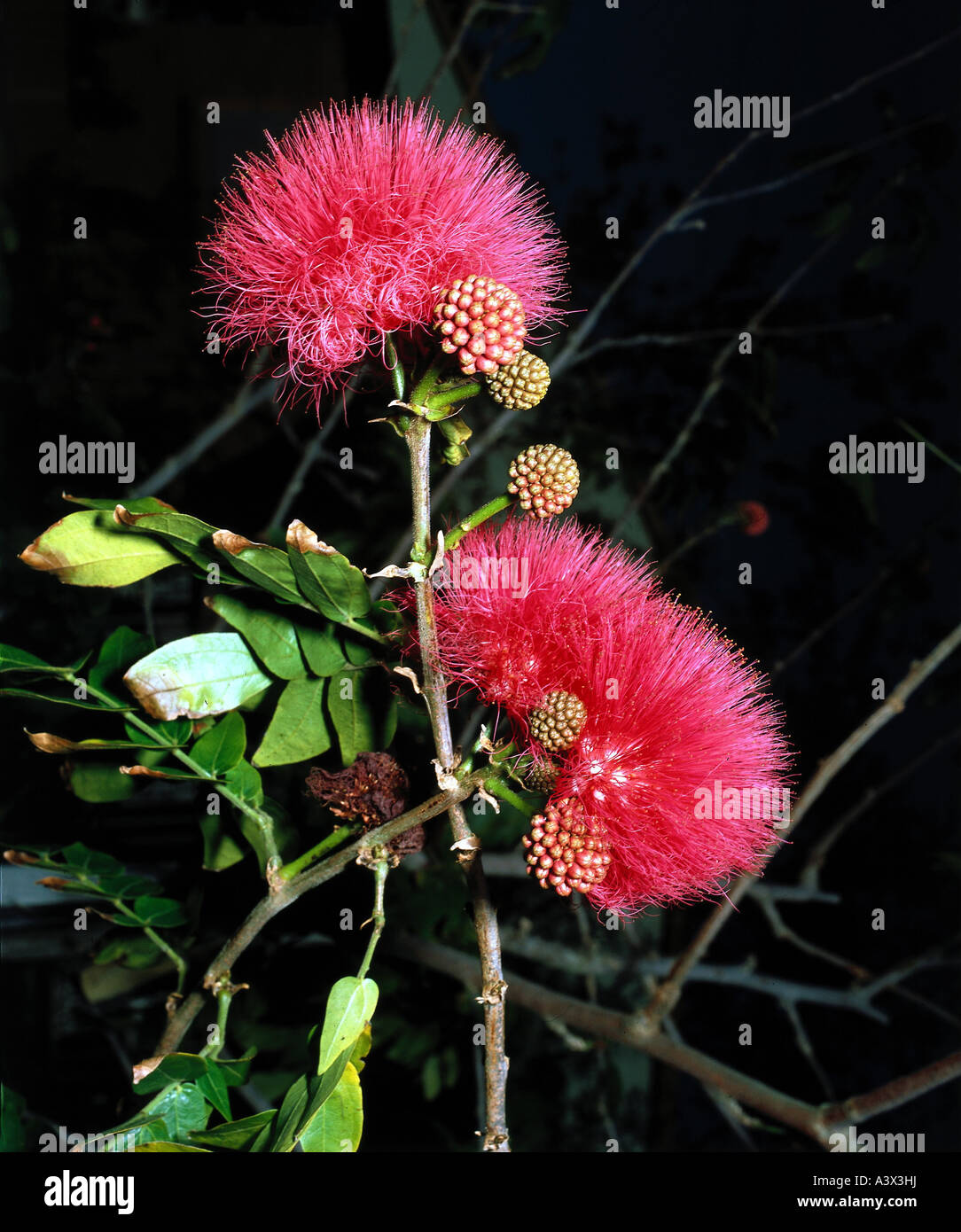 Pink puff bush calliandra haematocephala hi-res stock photography and ...