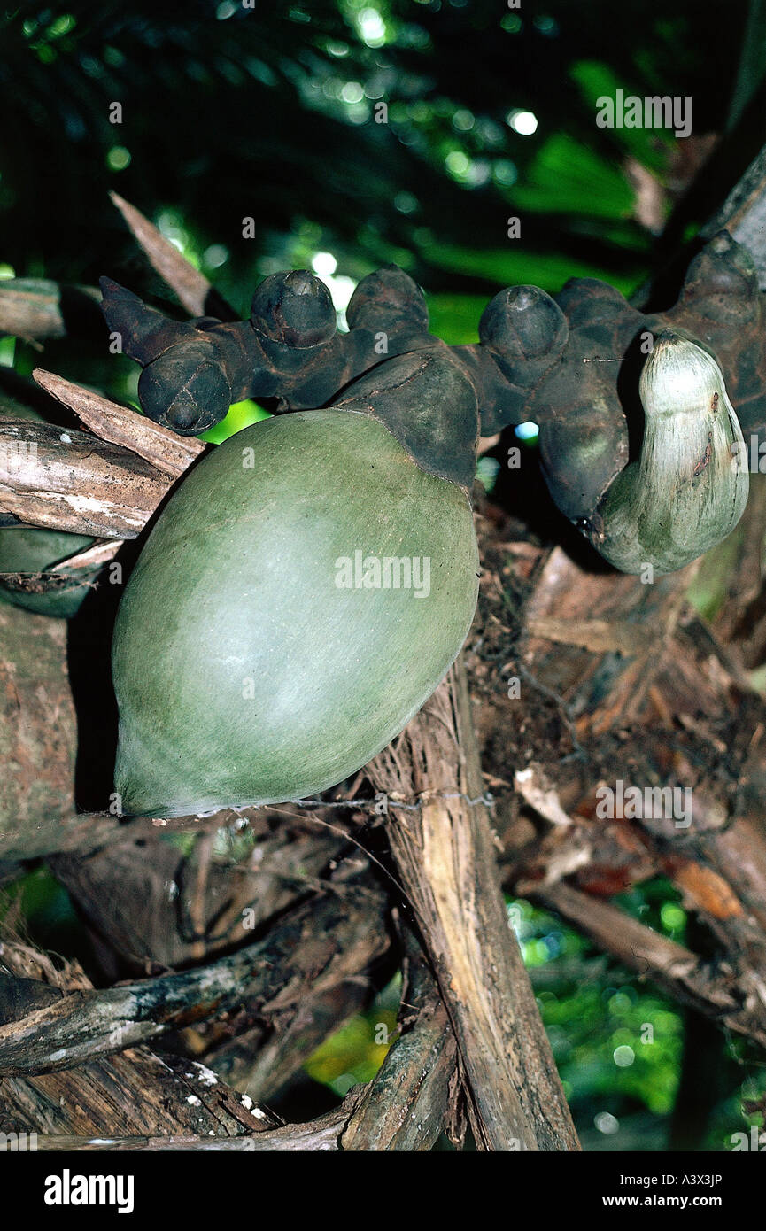 botany, Coco de mer, (Lodoicea maldivica), fruit, Maldivica, palm ...