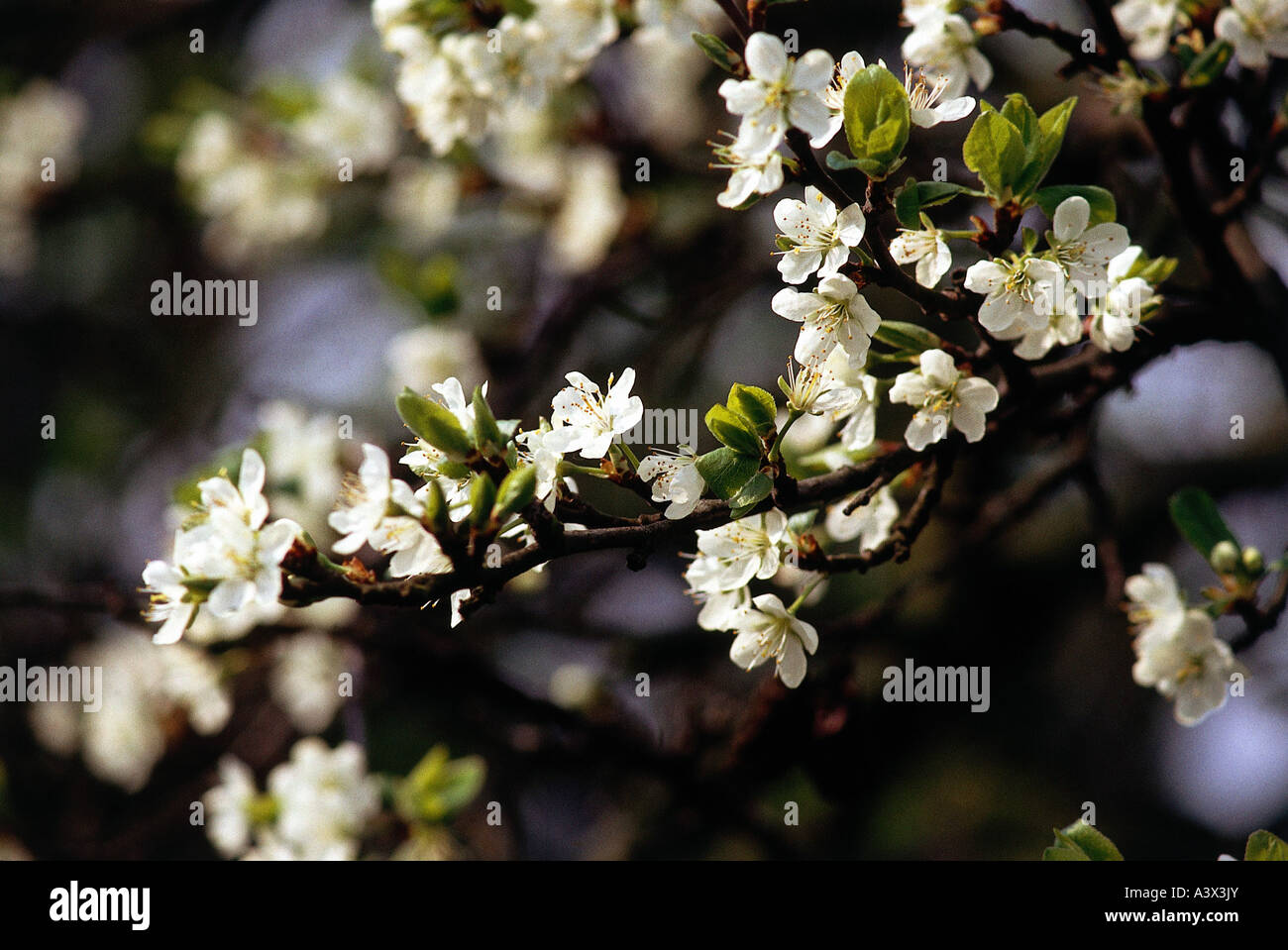 Zwetsche hi-res stock photography and images - Alamy