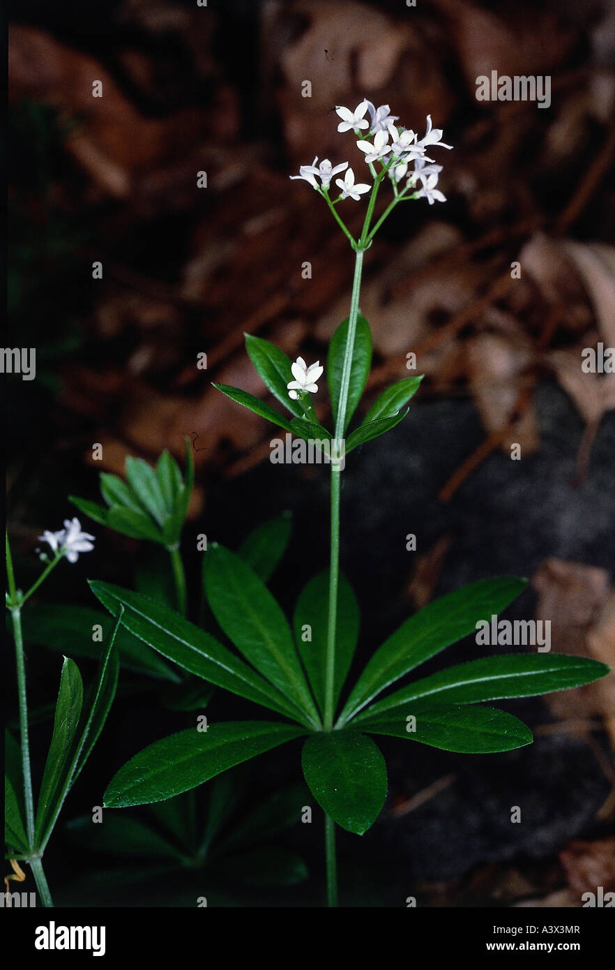 botany, Galium, Woodruff, (Galium odoratum), blossoms and leaves, at ...