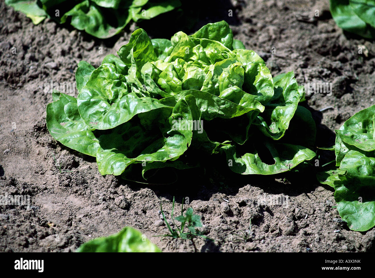 botany, Lettuce, (Lactuca), Lactuca sativa, plot, garden, green salat ...