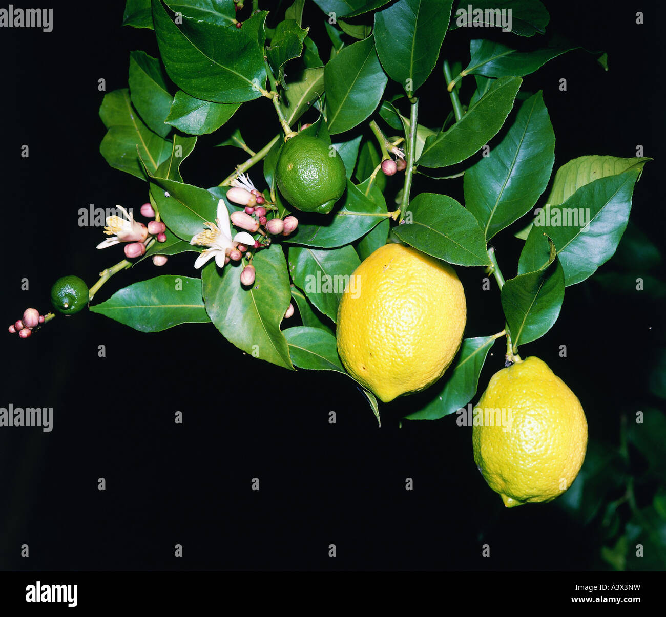 Citrus limonium citrus limon hi-res stock photography and images - Alamy
