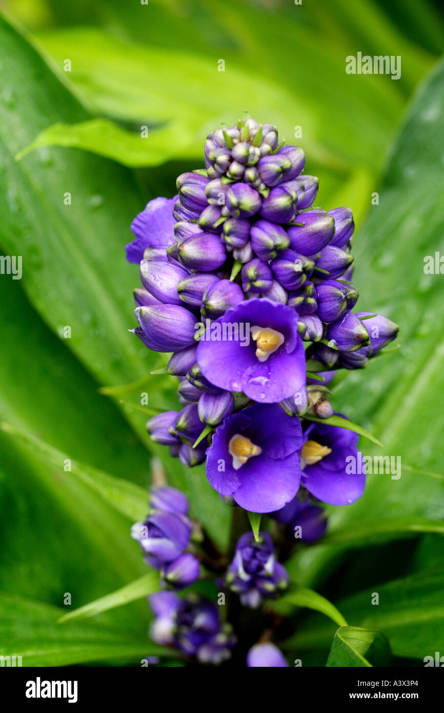PURPLE FLOWER HORIZONTAL BAPDA5228 Stock Photo - Alamy