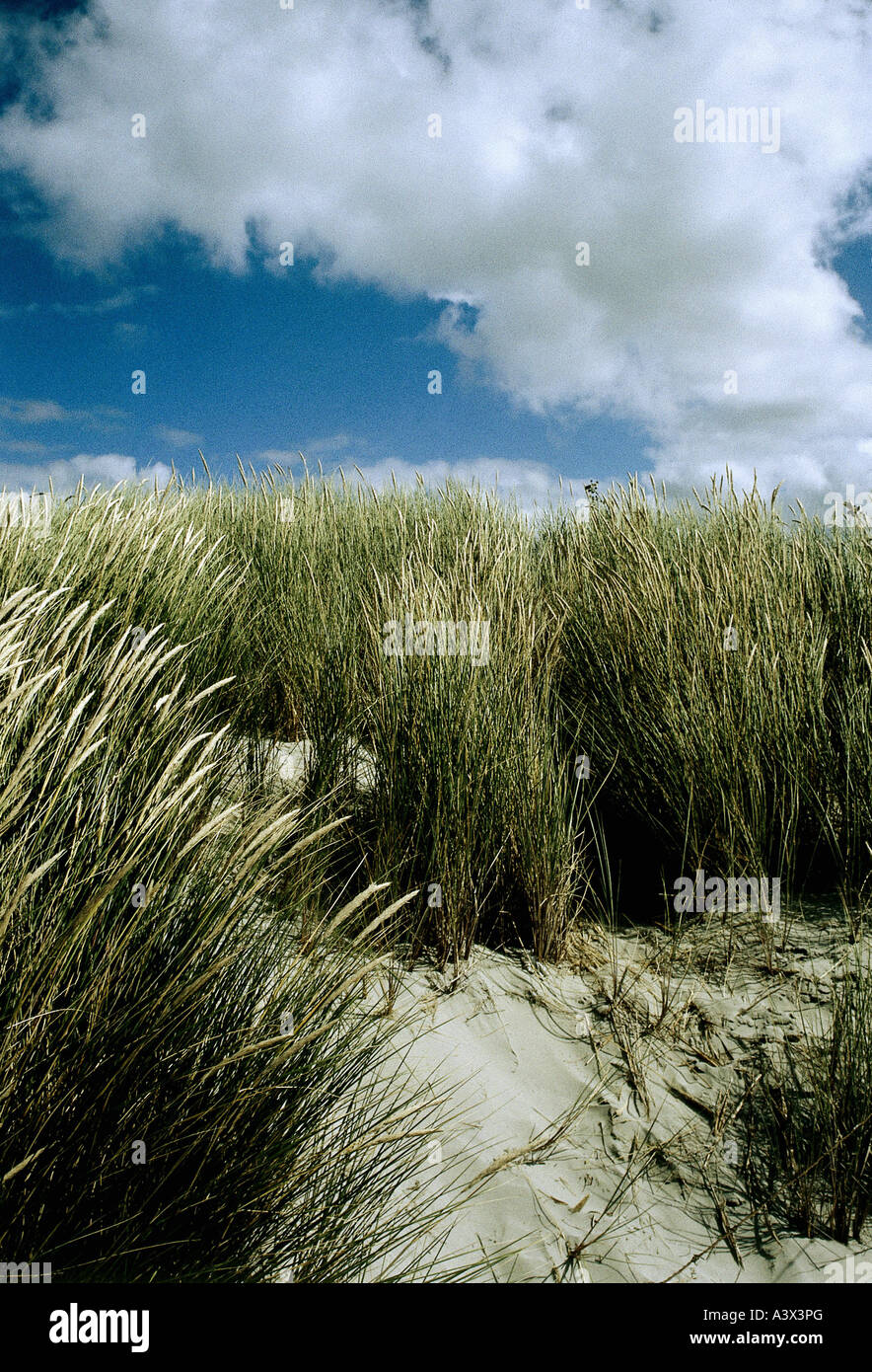 Dunes grass ammophila arenaria hi-res stock photography and images - Alamy