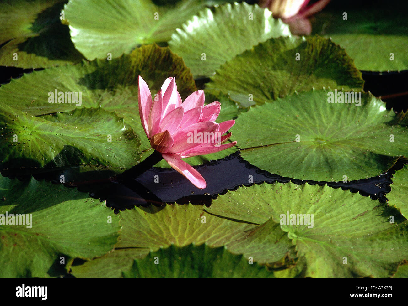 "botany, Water mimosa, (Neptunia natans), "Neptunia oleracea", blossom ...