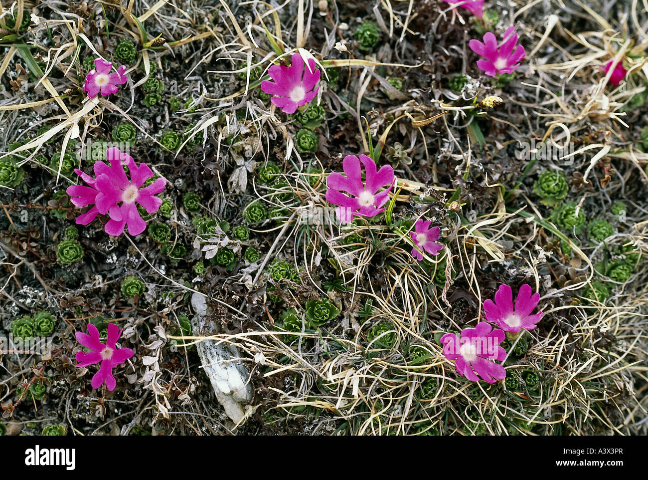 Primulales hi-res stock photography and images - Alamy