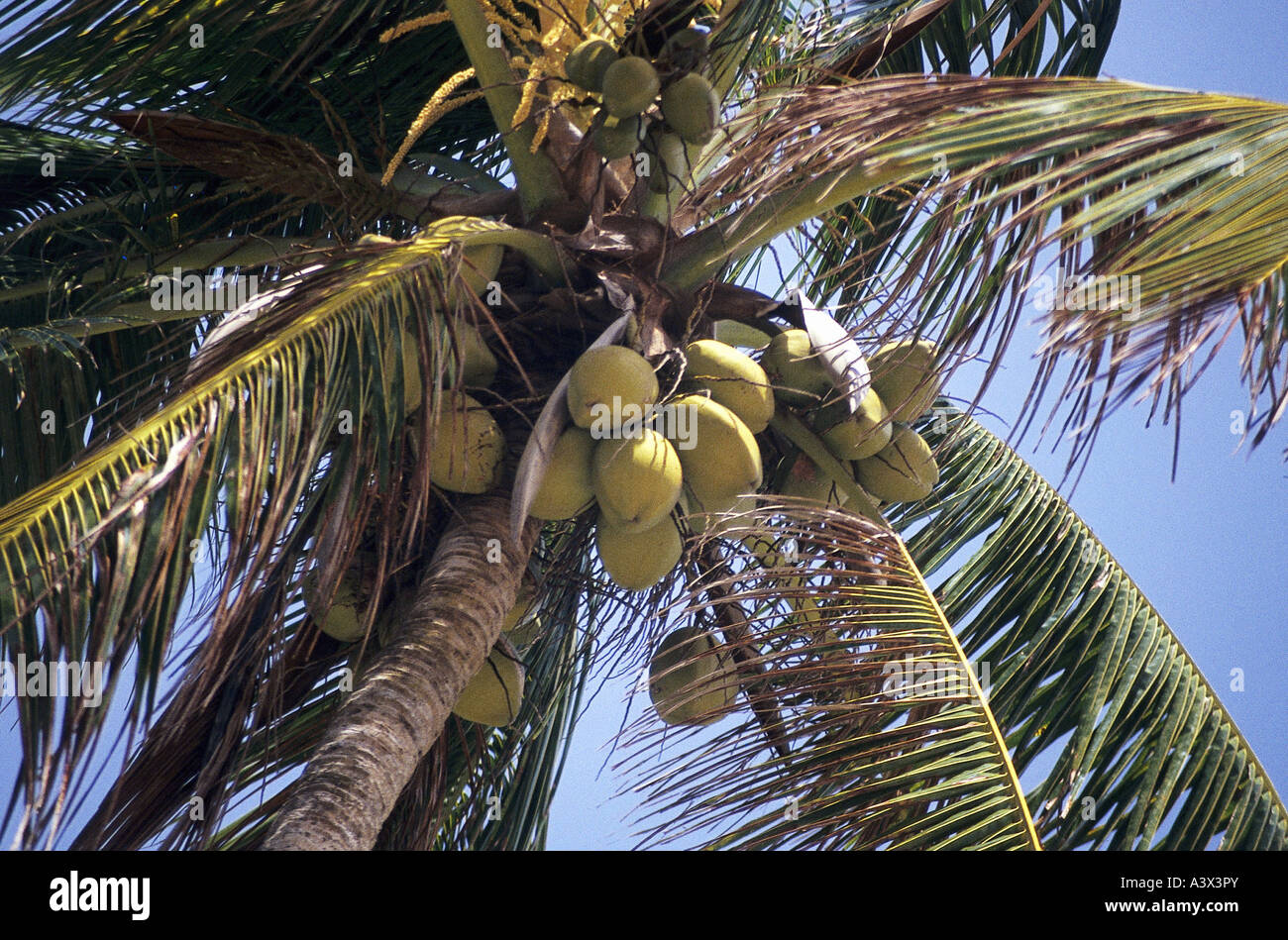 Arecidae hi-res stock photography and images - Alamy