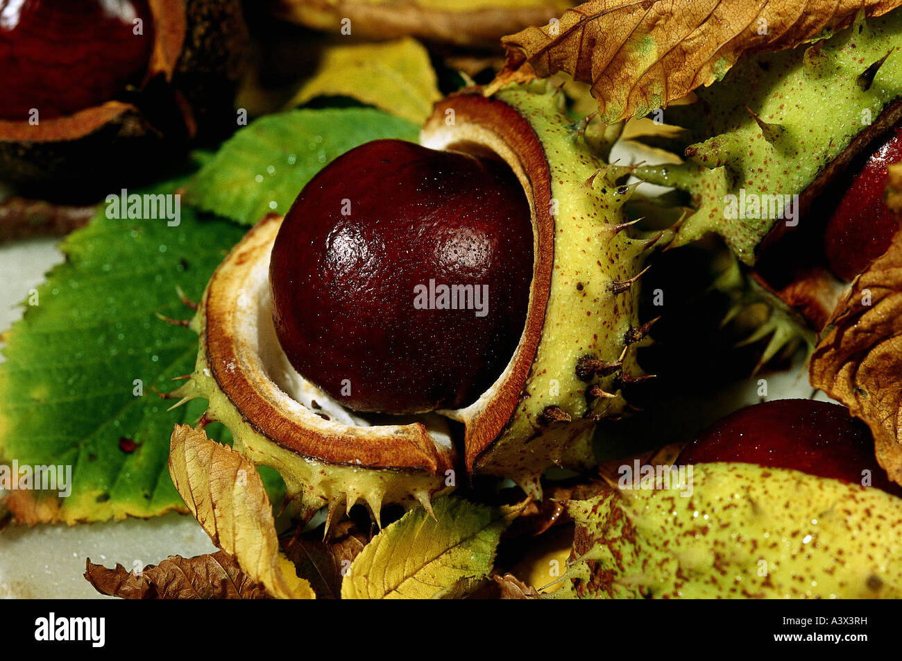 botany, chestnut, (Castanea), Common Horse Chestnut, (Aesculus ...