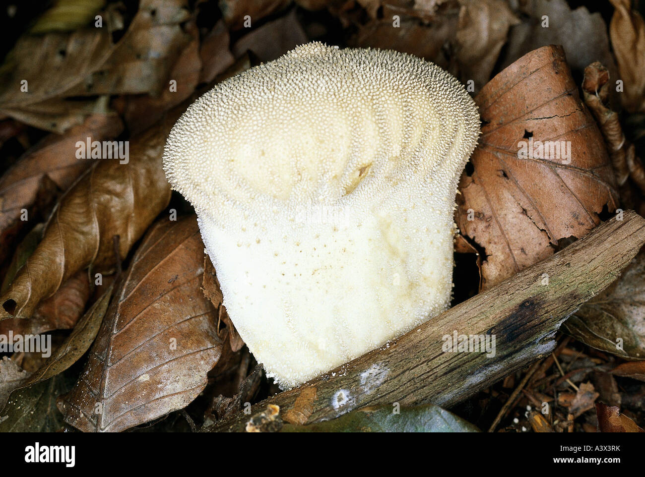 botany, fungi, Lycoperdon, Meadow Puffball, (Vascellum pratense), on ...