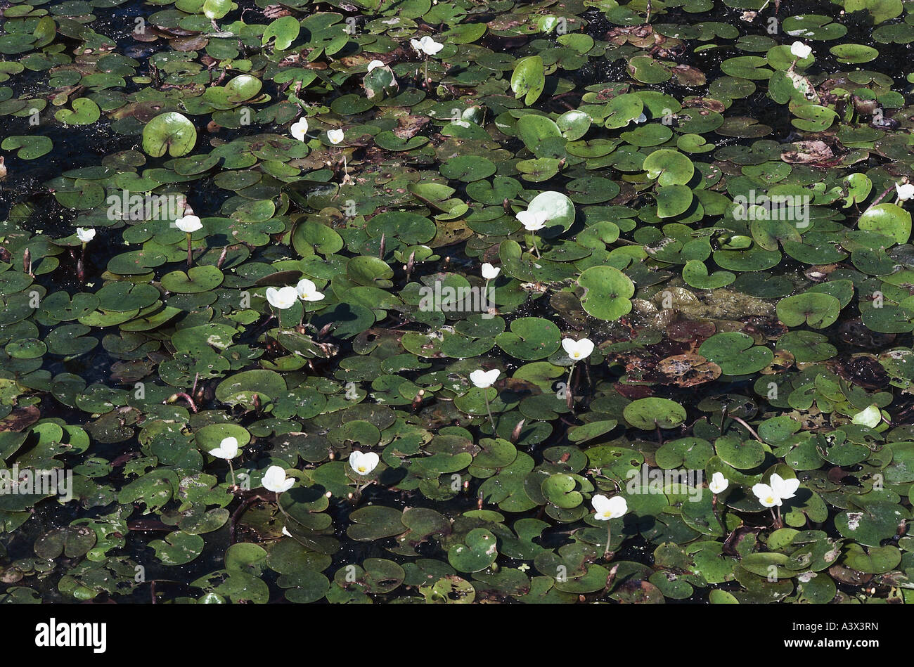 botany, frogbit, (Hydrocharis), European frogbit, (Hydrocharis morsus ...