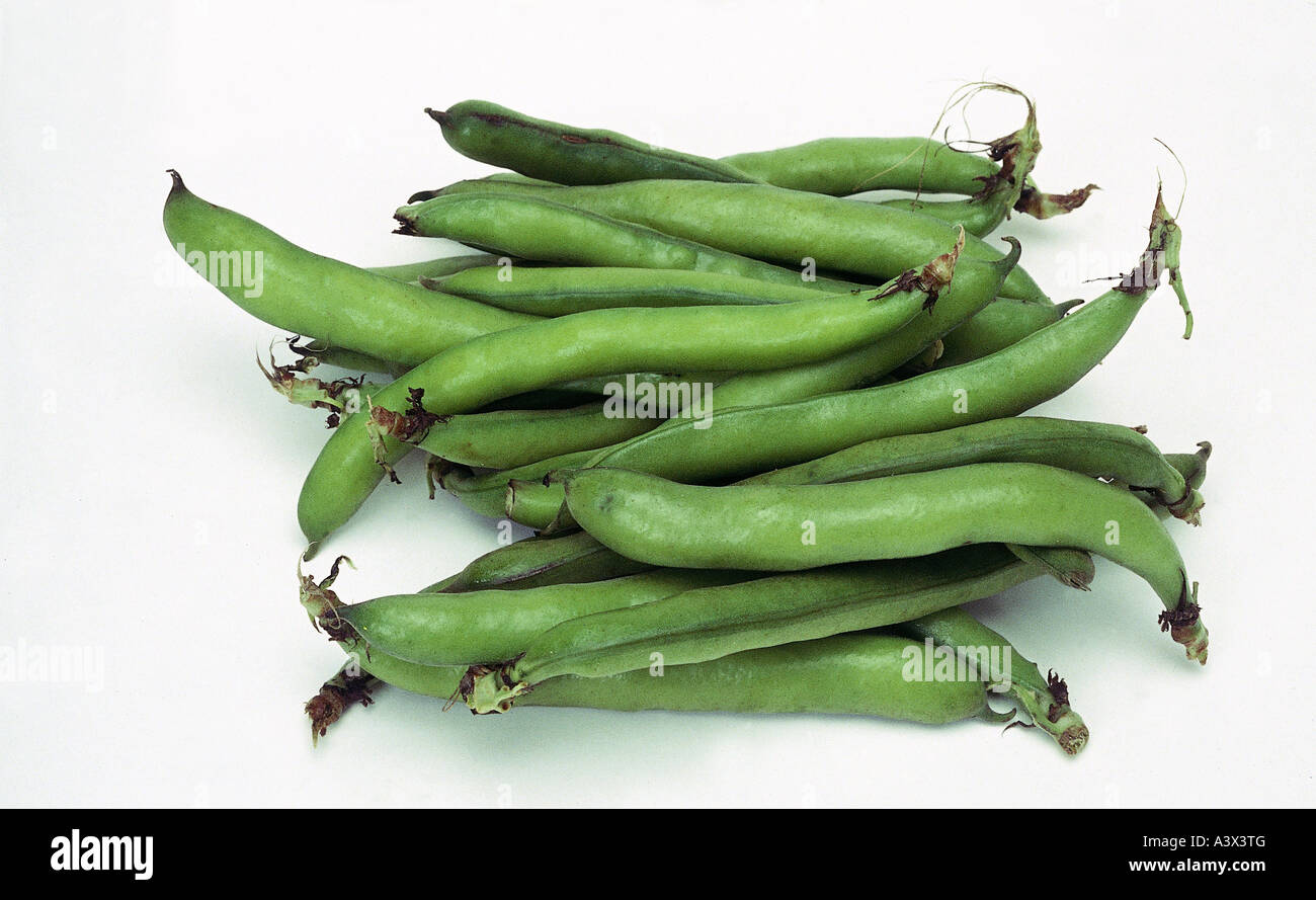 botany, vetch, (Vicia), broad bean, (Vicia faba), pods, studio shot ...