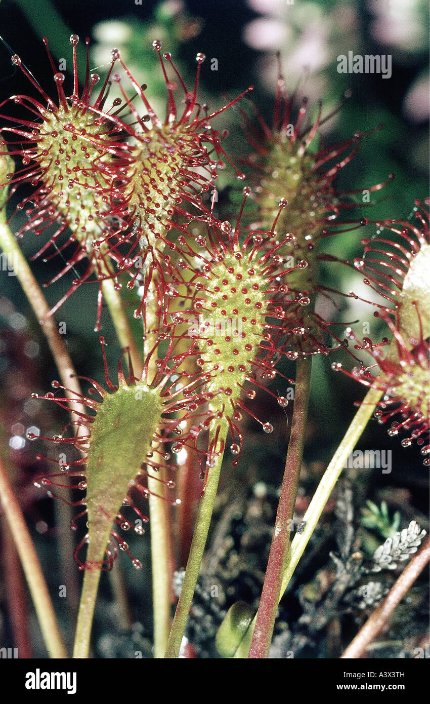 botany, sundew, oblong-leaved sundew, (Drosera intermedia ...