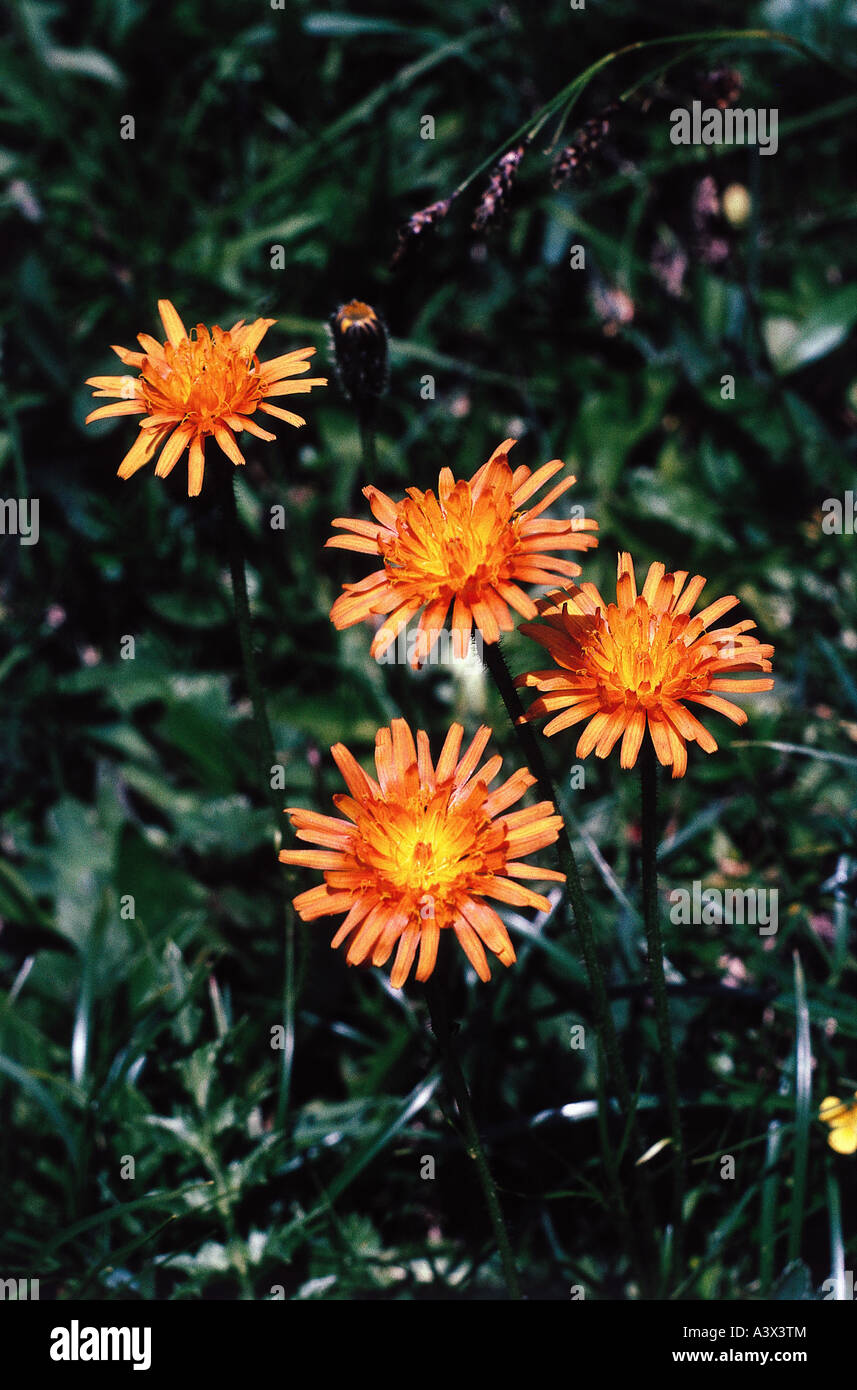Crepis aurea hi-res stock photography and images - Alamy