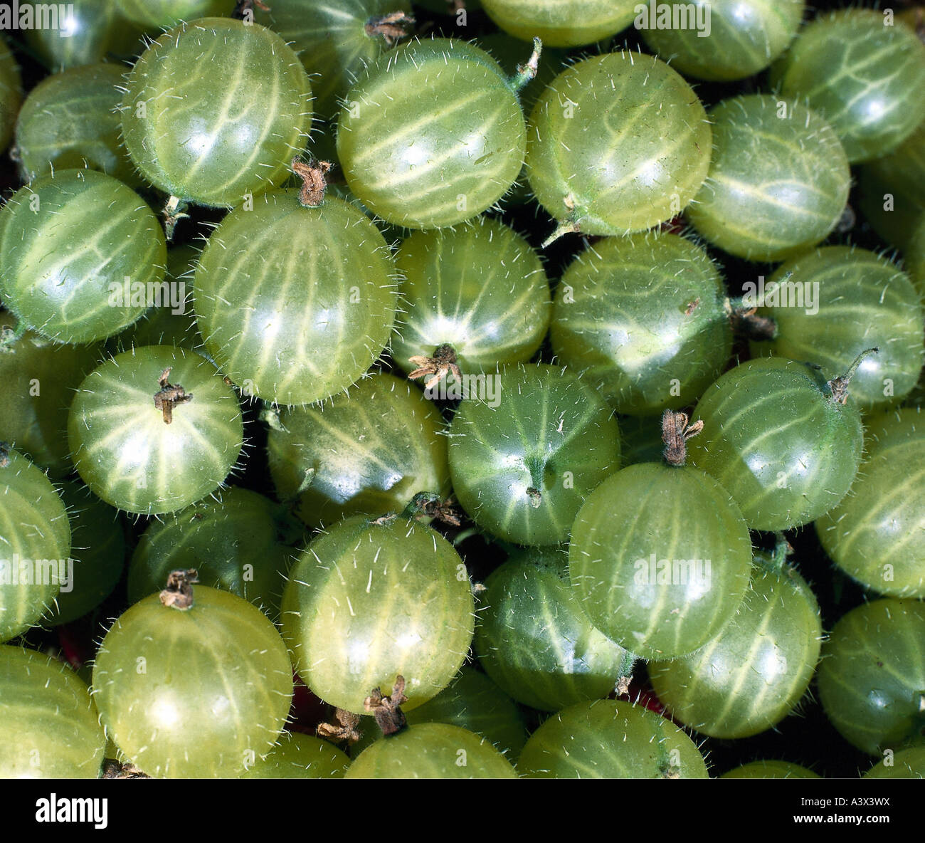 botany, Gooseberry, (Ribes uva-crispa), picked gooseberries ...