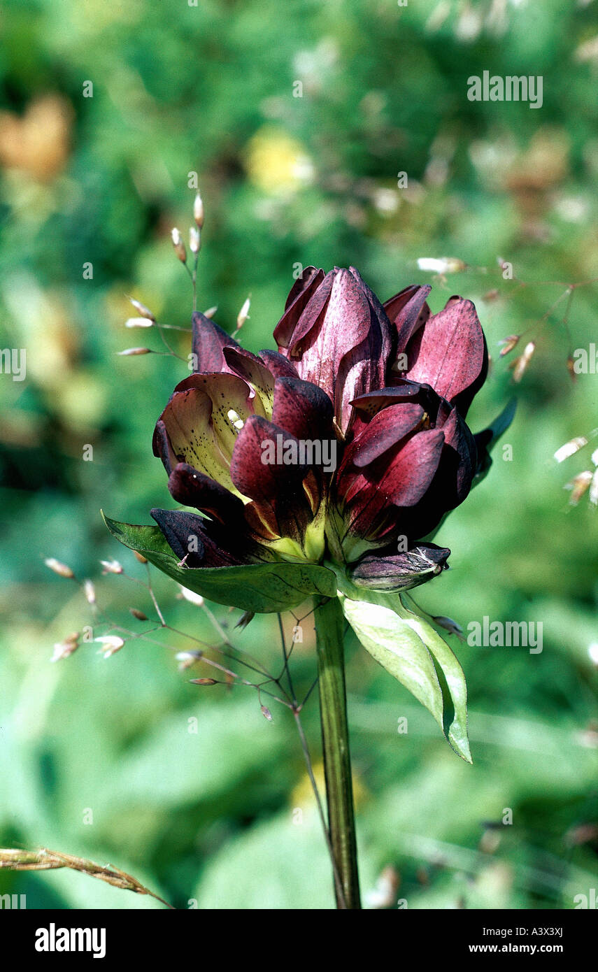 botany, Gentiana, Pannonic Gentian, (Gentiana pannonica), blossoms ...