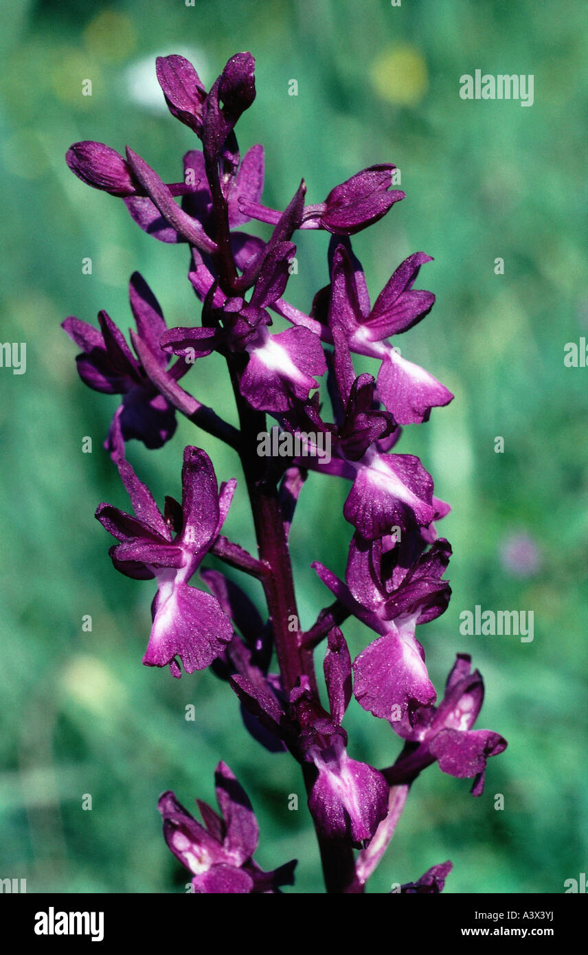 botany, Orchid, (Orchis), species, Anatolian Orchis, (Orchis anatolica ...