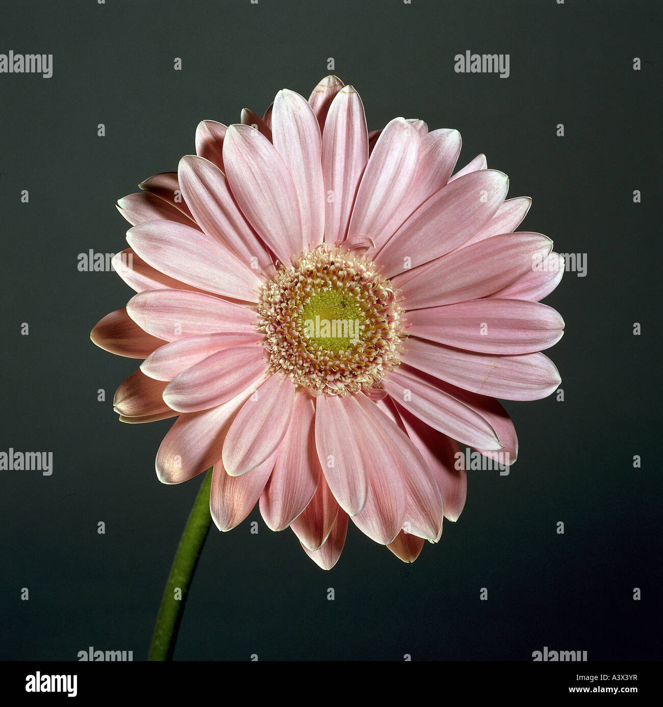 botany, Gerbera, (Gerbera), Barberton Daisy, (Gerbera jamesonii ...