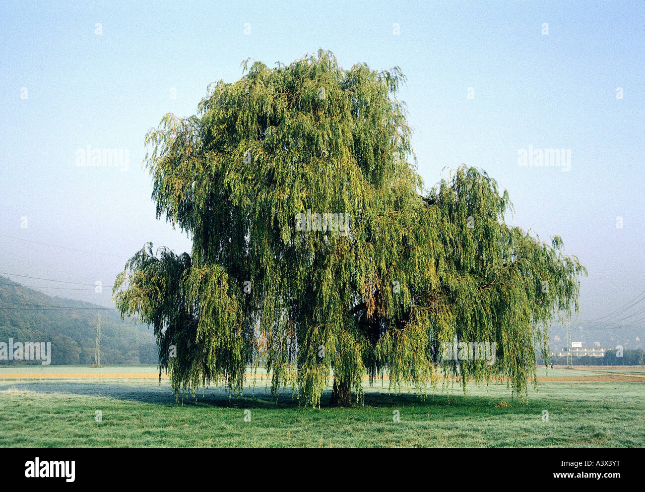 botany, willow, (Salix), Peking Willow, (Salix babylonica), in meadow ...