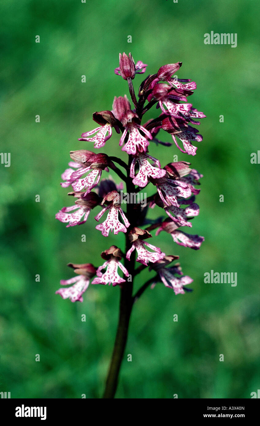 botany, Orchid, (Orchis), species, Lady Orchid, (Orchis mascula ...