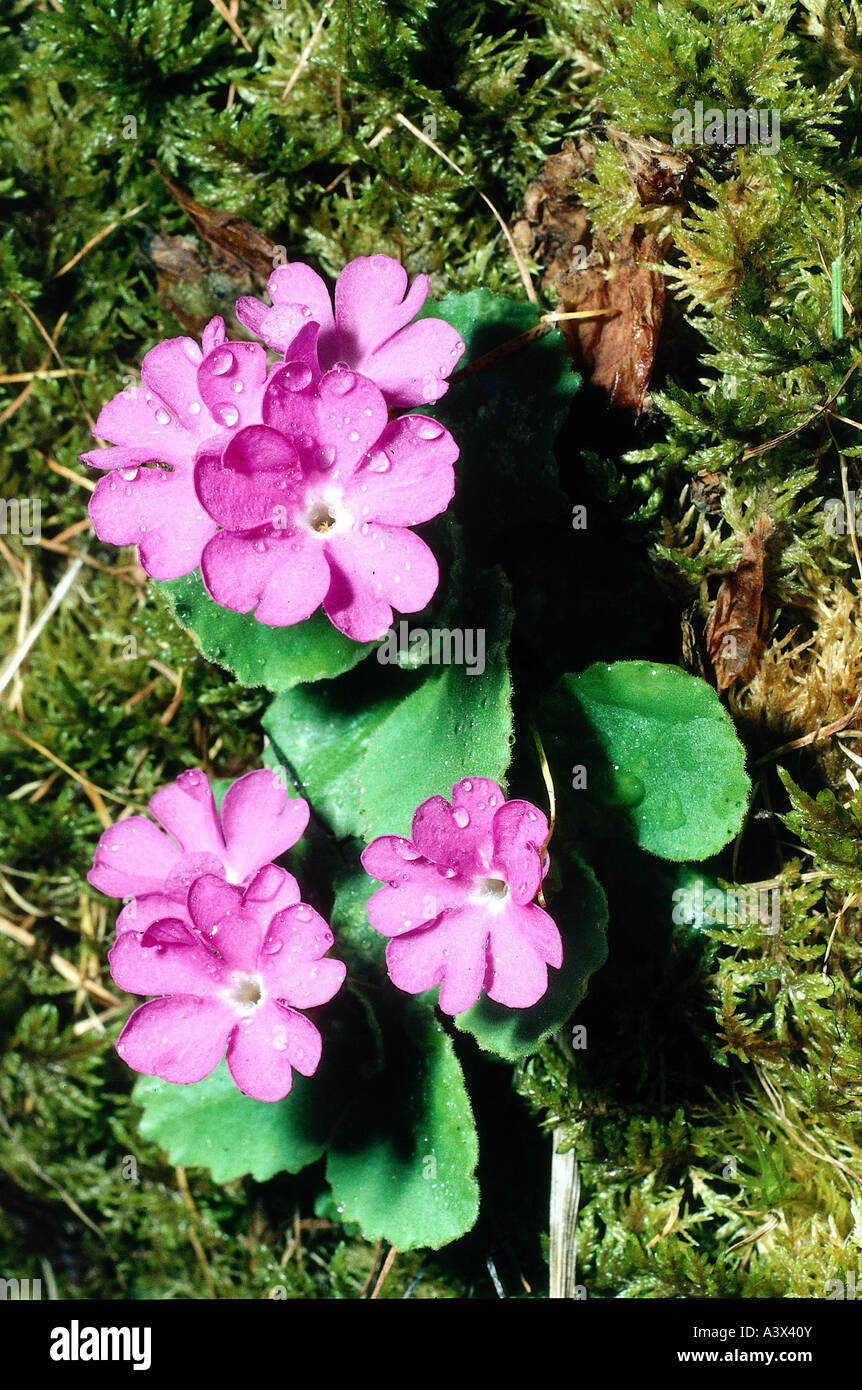 Hairy primrose primula hirsuta hi-res stock photography and images - Alamy