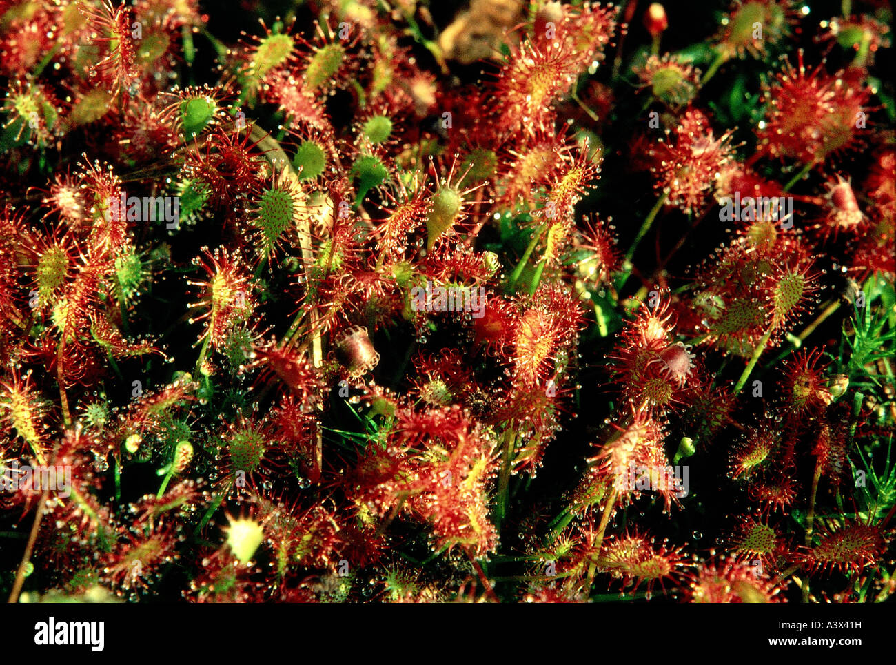 botany, sundew, oblong-leaved sundew, (Drosera intermedia ...