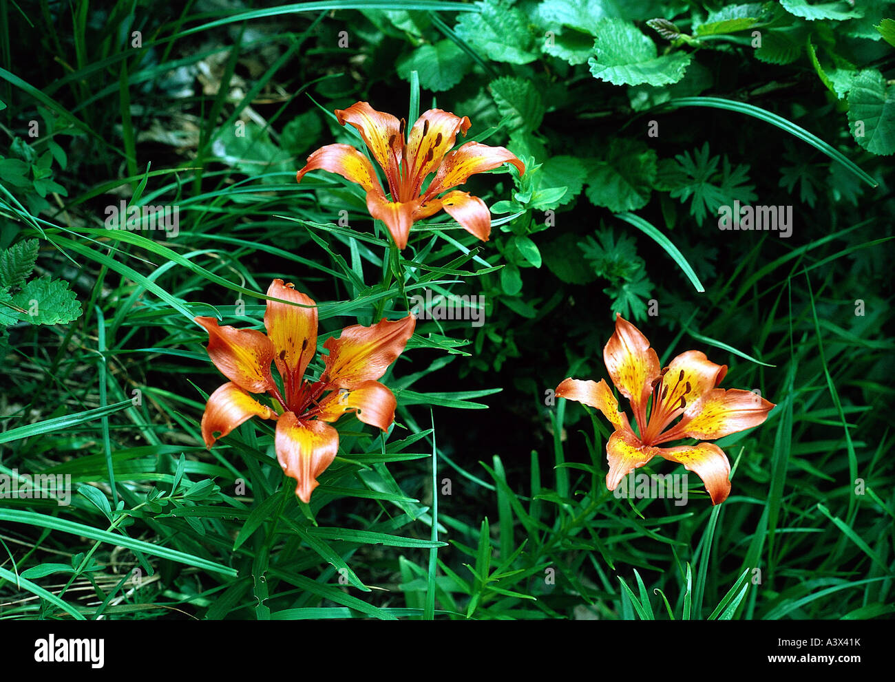 botany, lily, (Lilium), Orange lily, (Lilium bulbiferum), in meadow ...