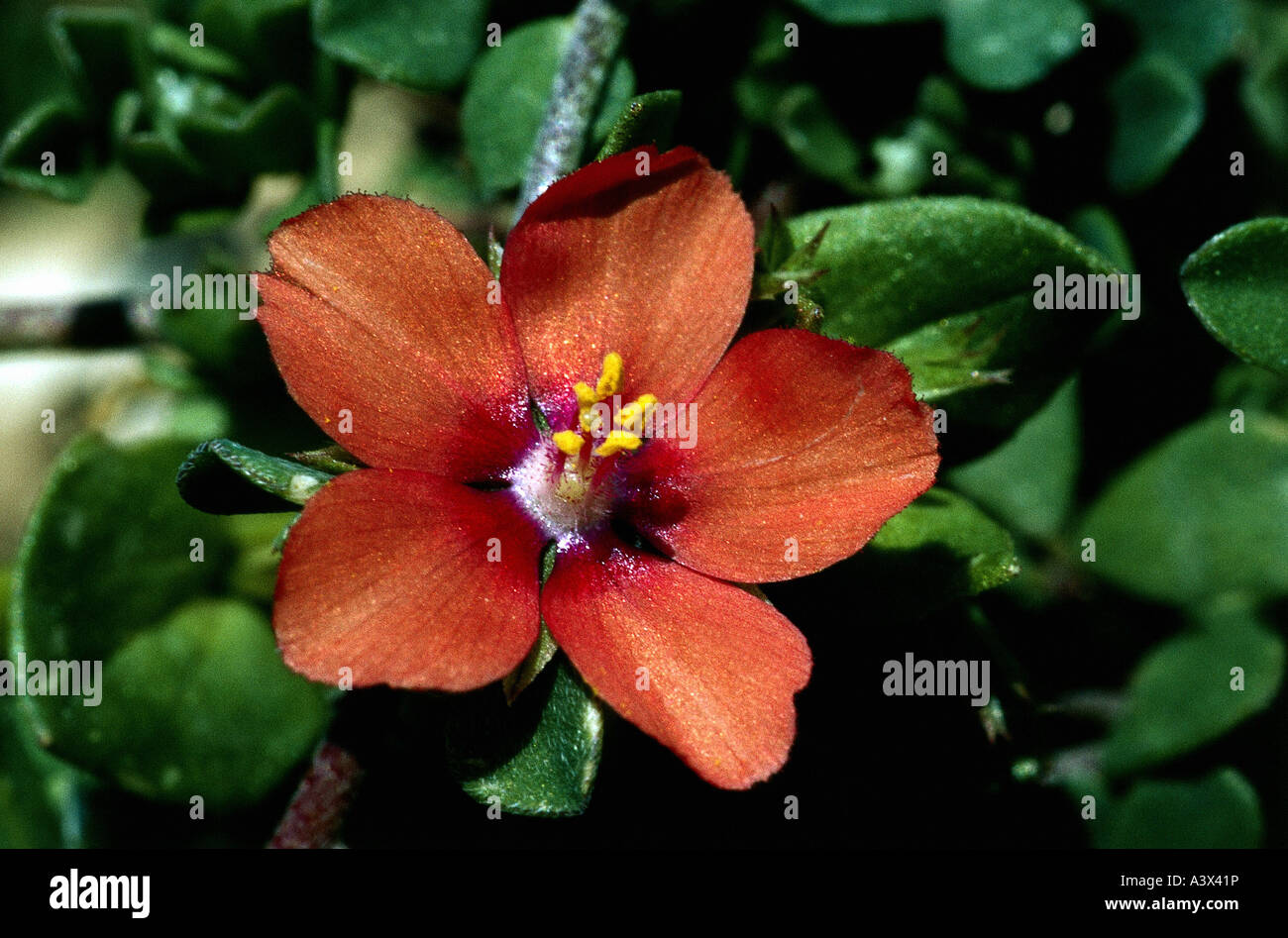 botany, pimpernel, (Anagallis), Scarlet pimpernel (Anagallis arvensis ...