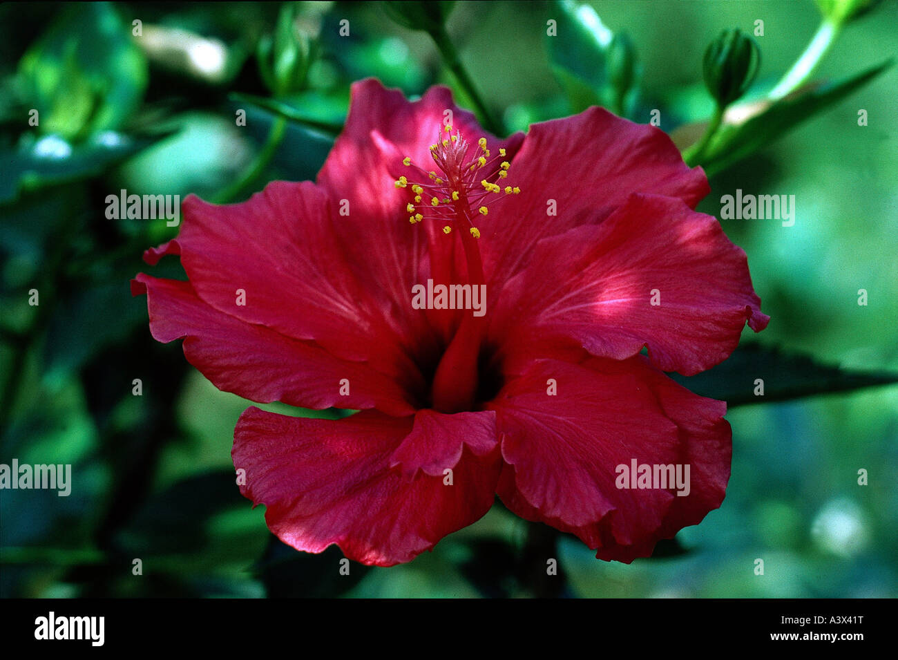 botany, Rosemallow, (Hibiscus), Chinese hibiscus (Hibiscus rosa ...
