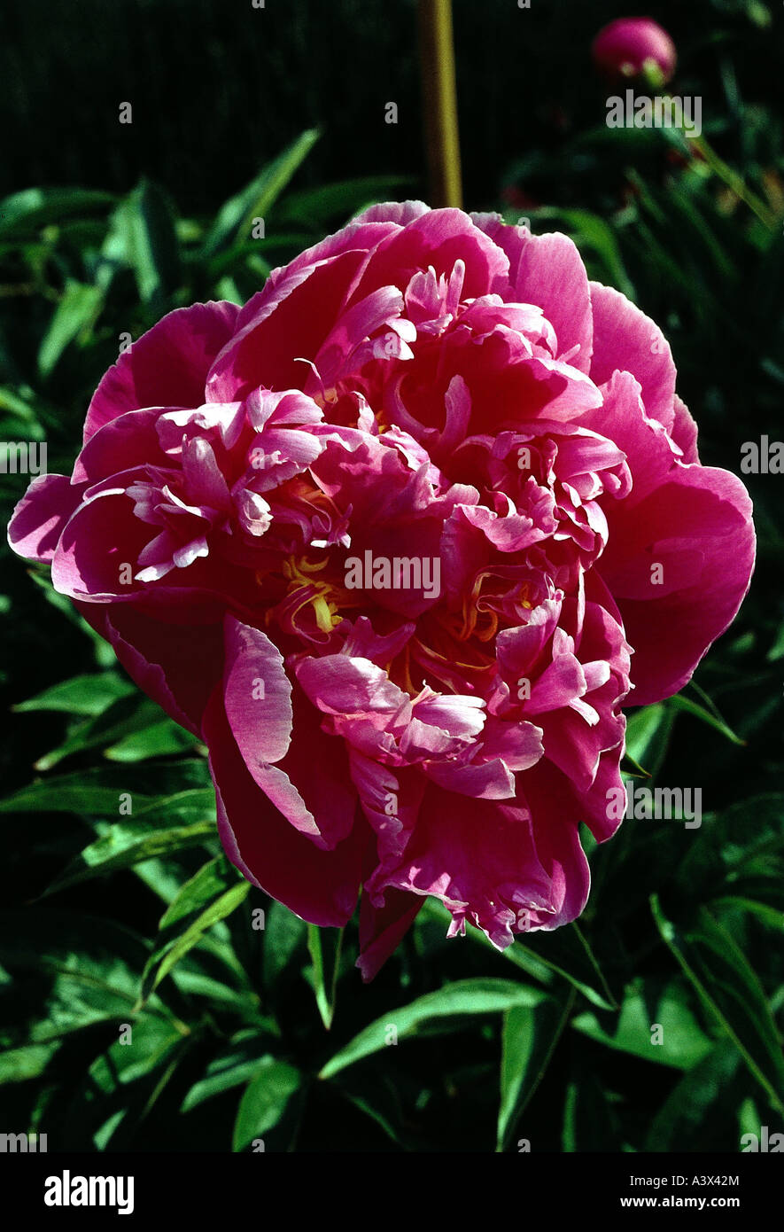 botany, Peony, (Paeonia), European Peony, (Paeonia officinalis ...