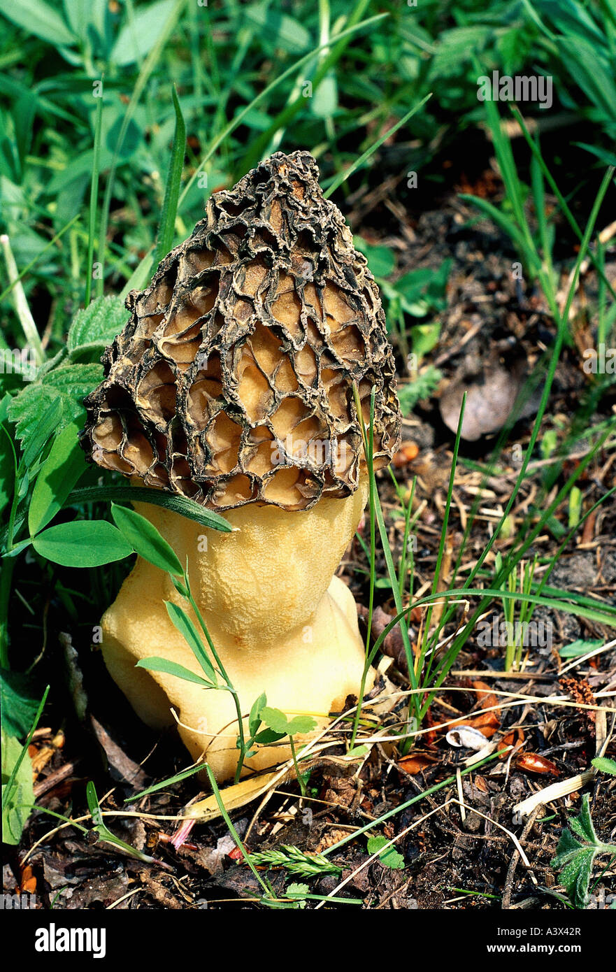 botany, fungi, morels, (Morchella), Black Morels, (Morchella conica ...