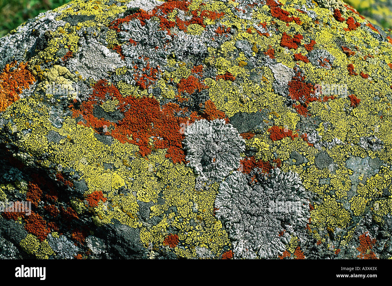 botany, Lichen, Rhizocarpon geographicum, yellow and dark red lichen ...
