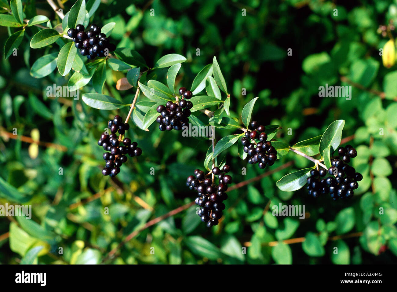 botany, Privet, (Ligustrum), Common Privet, (Ligustrum vulgare ...