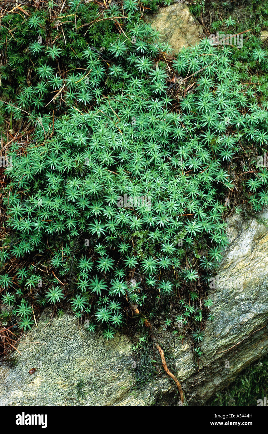 botany, Common Haircap Moss, (Polytrichum), Polytrichum alpinum, Common ...