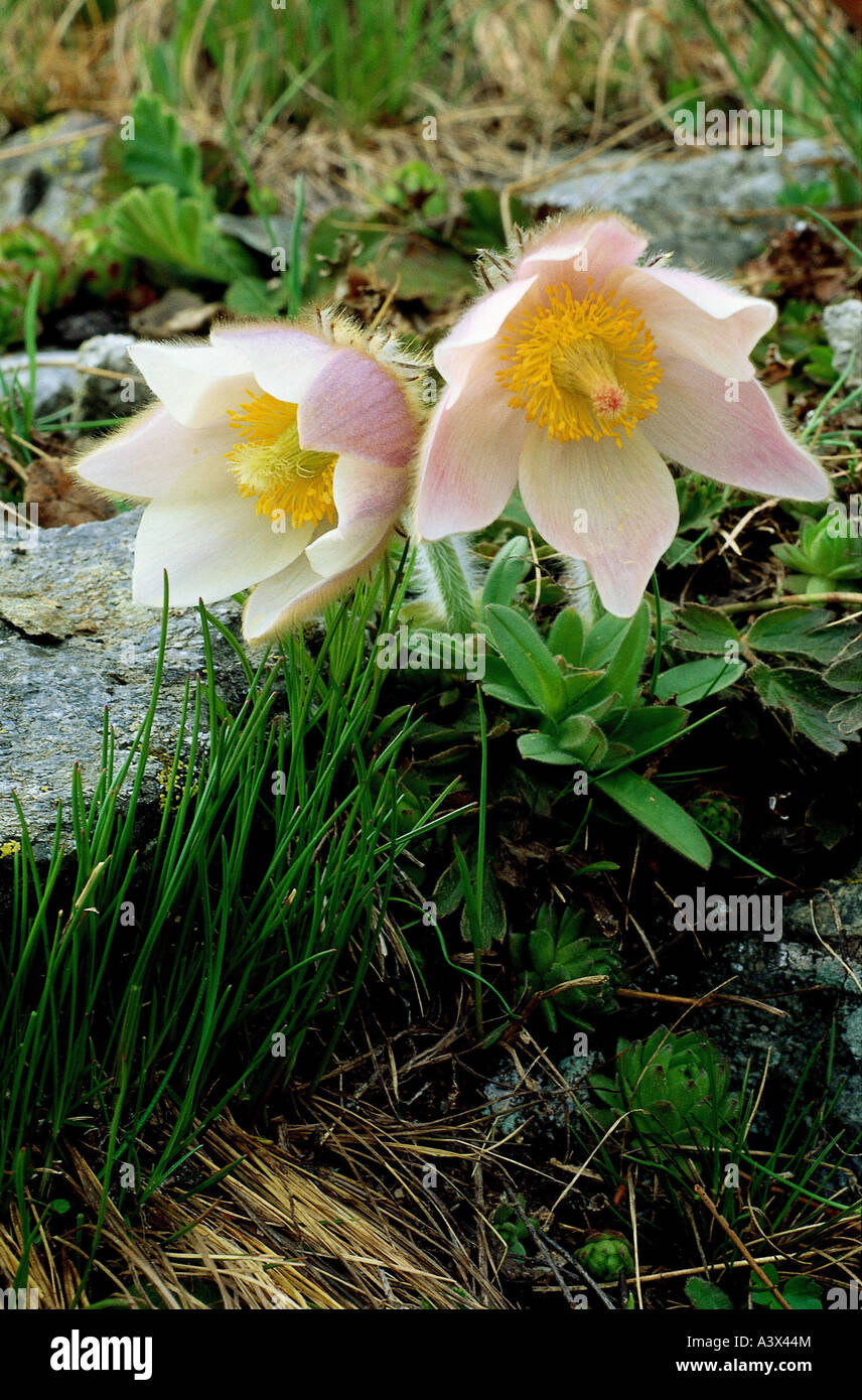 botany, Pasque flower, (Pulsatilla), Spring Pasque flower, (Pulsatilla vernalis), blossoms ...