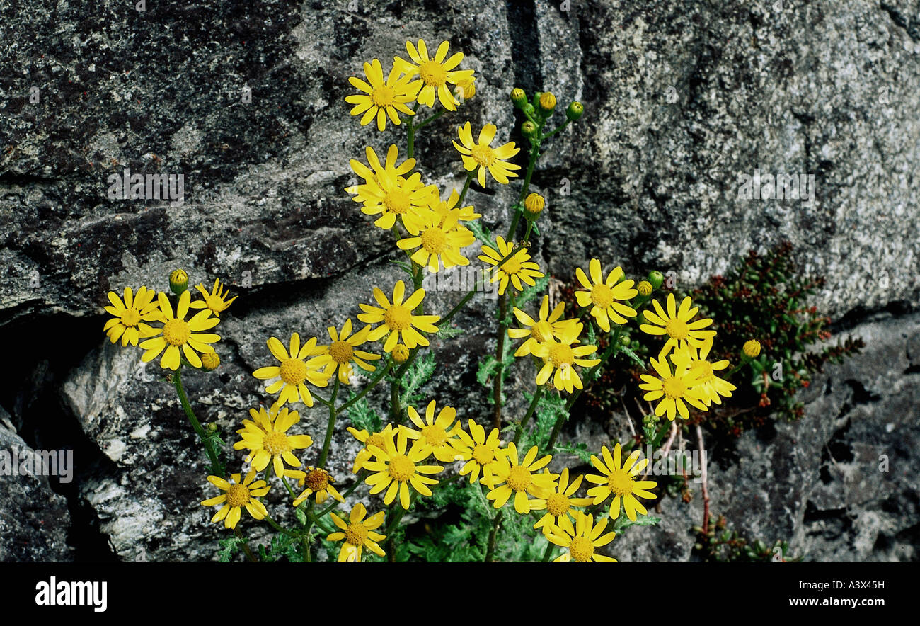 botany, ragwort, (Senecio), hoary ragwort, (Senecio erucifolius ...