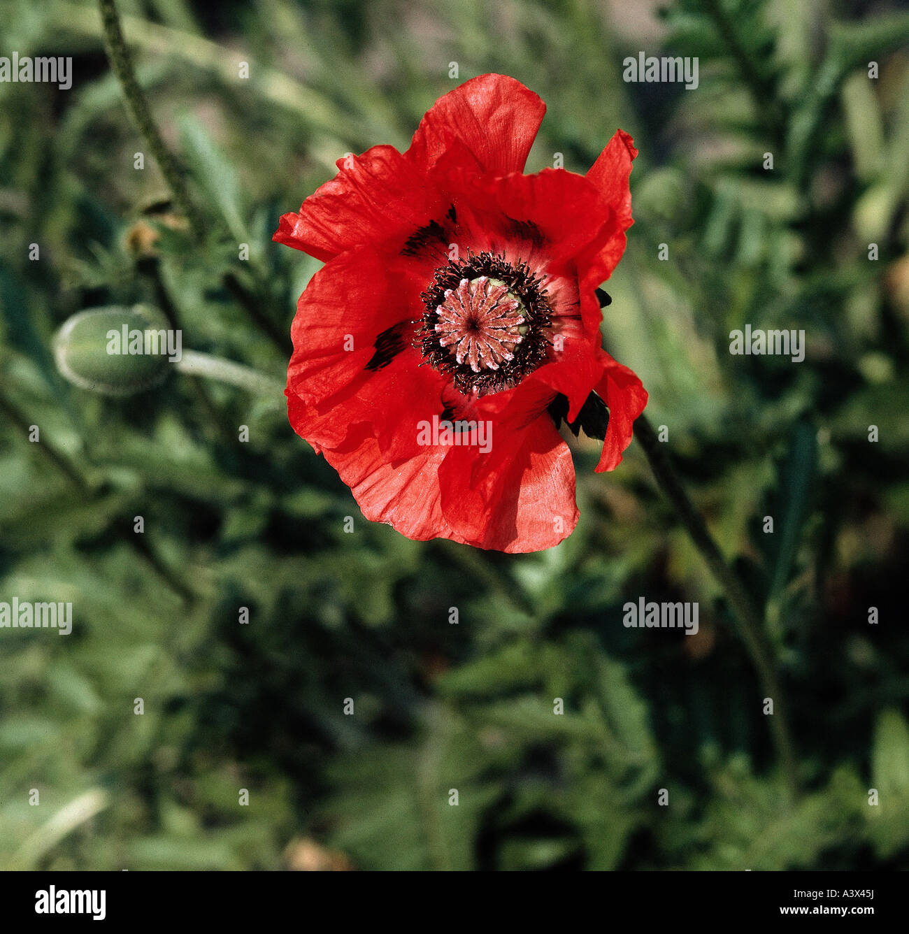botany, poppy, (Papaver), Oriental poppy, (Papaver orientale), blossom, close-up, Papaveraceae ...