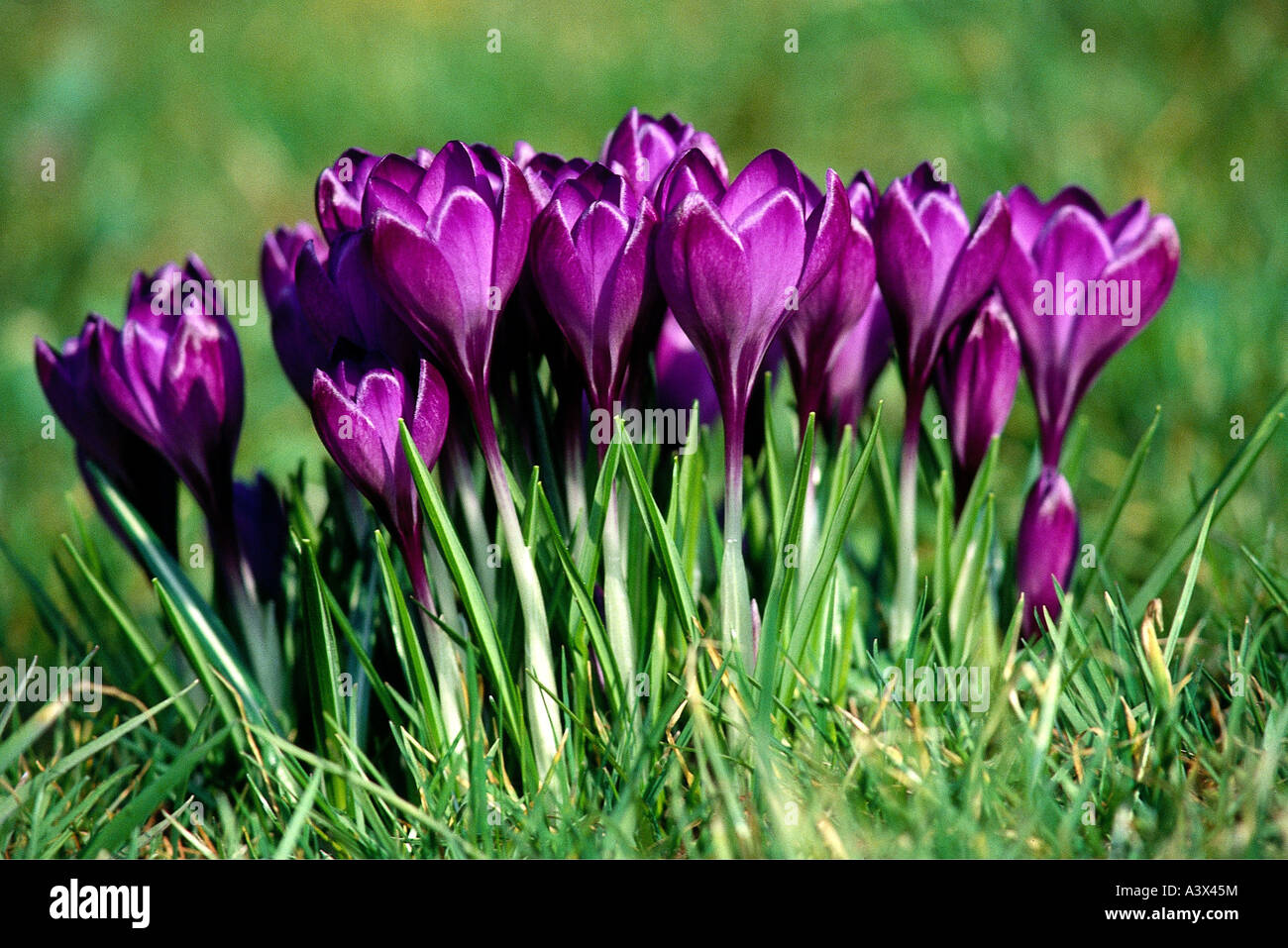 botany, crocus, (Crocus), cultivar in meadow, Iridaceae, Liliidae ...