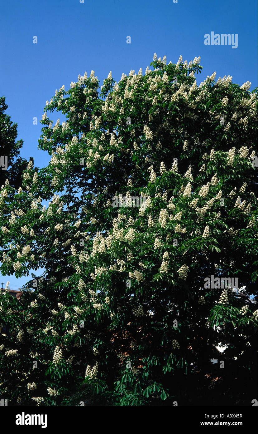 botany, chestnut, (Castanea), Common Horse chestnut, (Aesculus ...