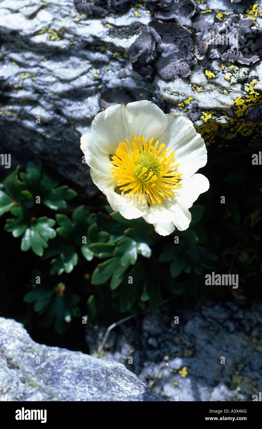 botany, crowfoot, (Ranunculus), Glacier crowfoot, (Ranunculus glacialis ...