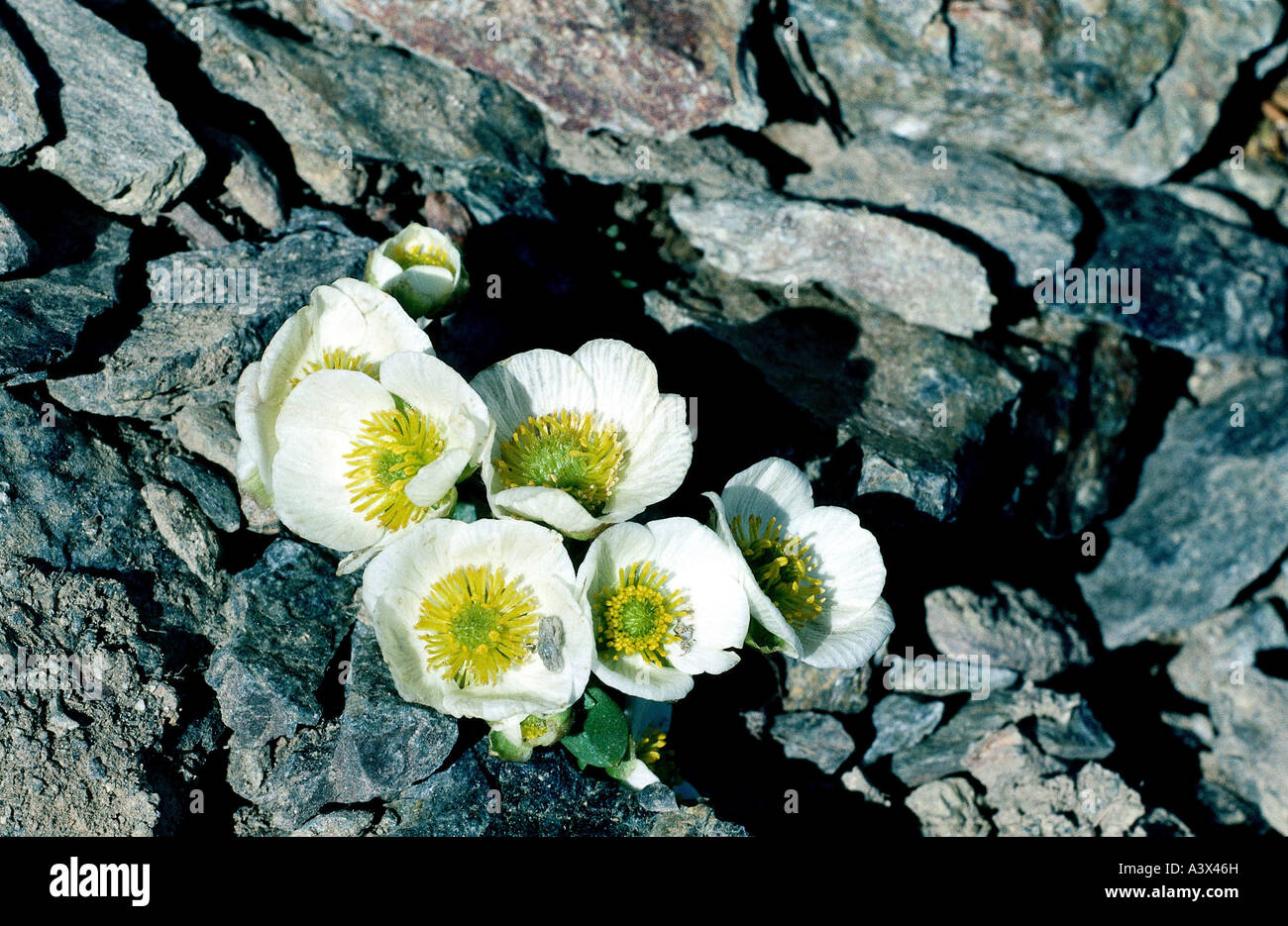 botany, crowfoot, (Ranunculus), Glacier crowfoot, (Ranunculus glacialis ...