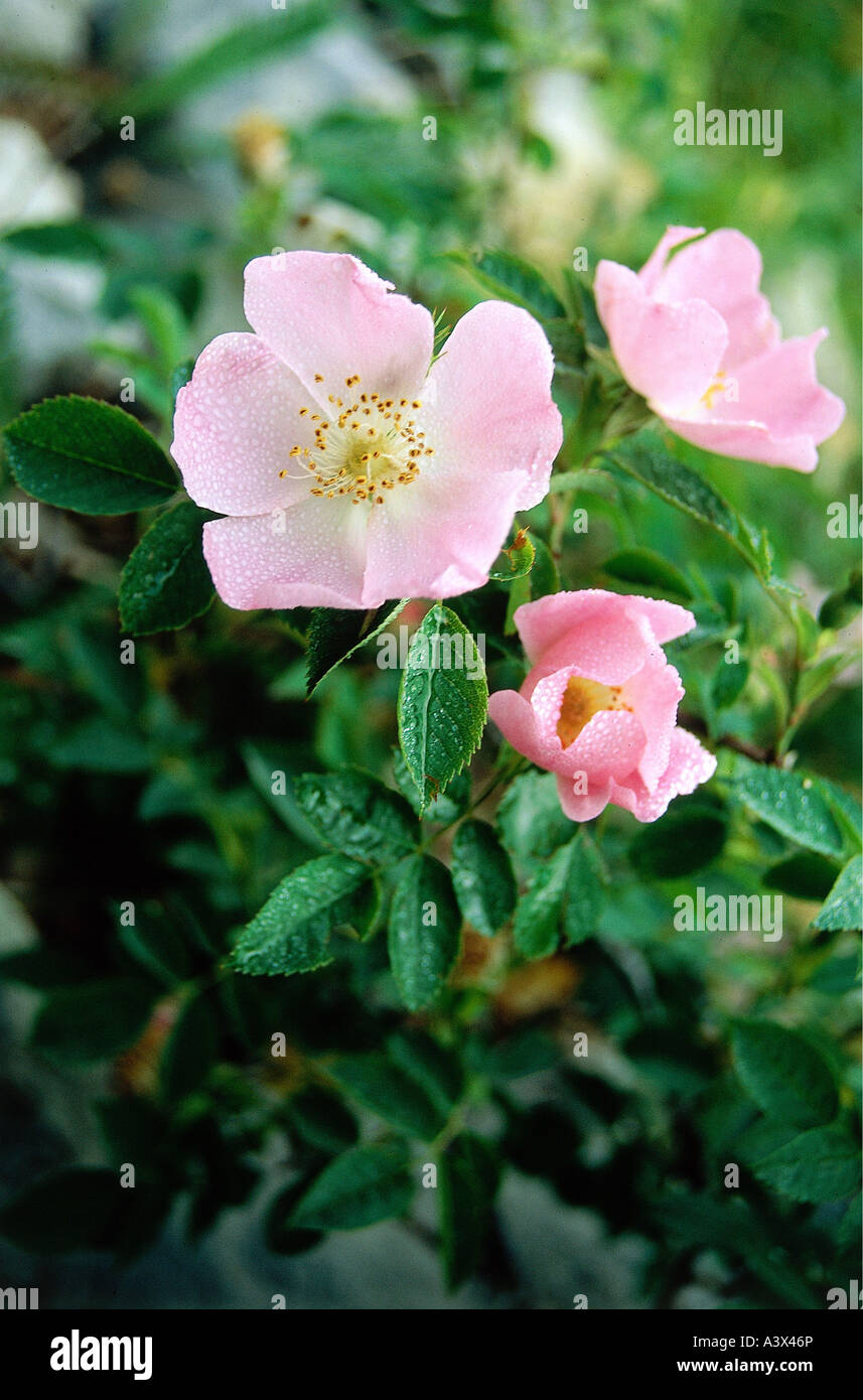 Alpine rose (rosa pendulina) hi-res stock photography and images - Alamy