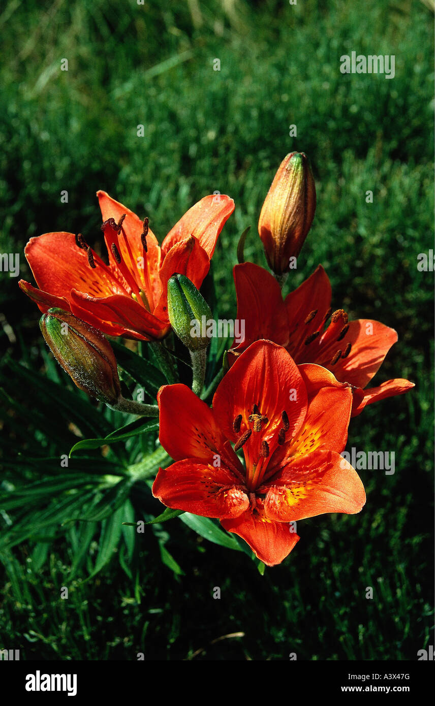 botany, lily, (Lilium), Orange lily, (Lilium bulbiferum), in meadow ...