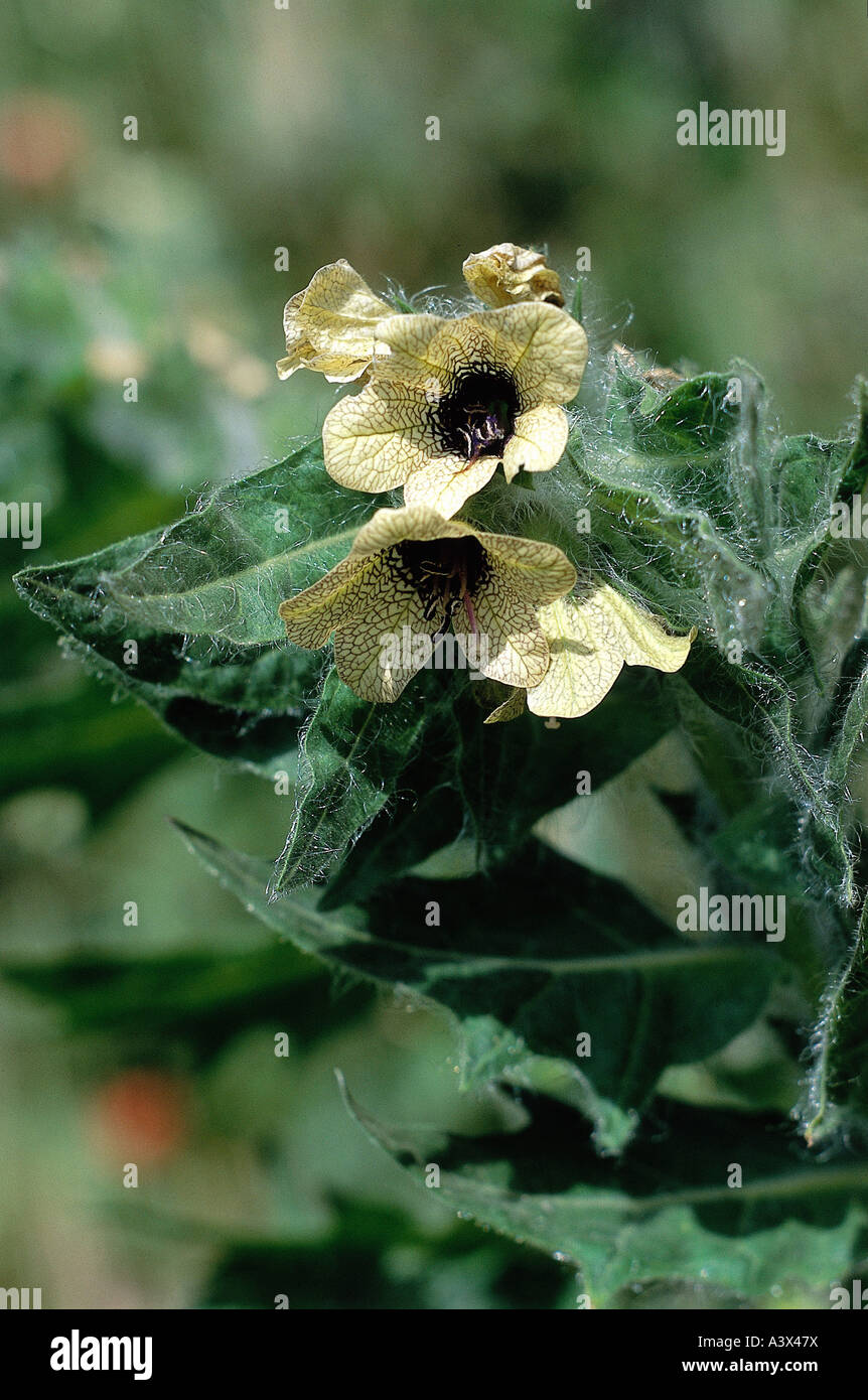 Toxical hi-res stock photography and images - Alamy