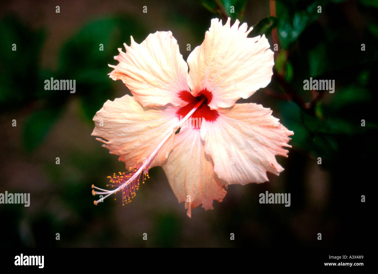 Hibiscus fiji hi-res stock photography and images - Alamy