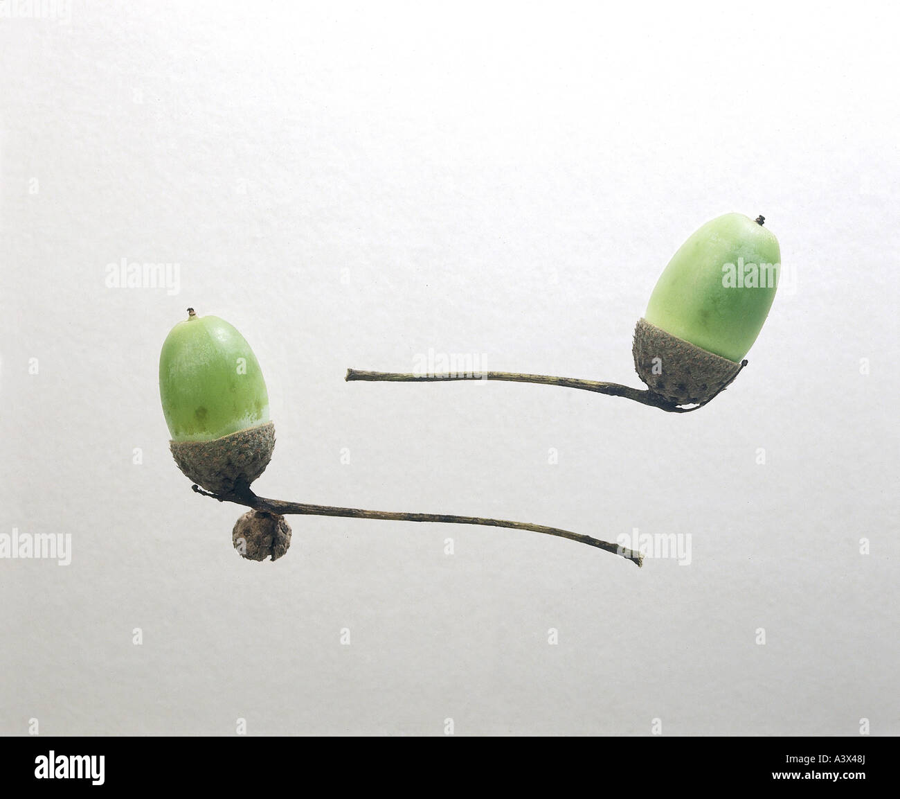 botany, oak, (Quercus), acorns, studio shot, fruit, fruits, Fagaceae ...