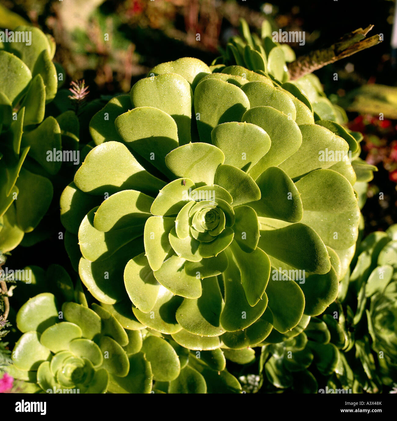 botany, Aeonium subplanum, (Aeonium subplanum), leaves, Rosidae ...
